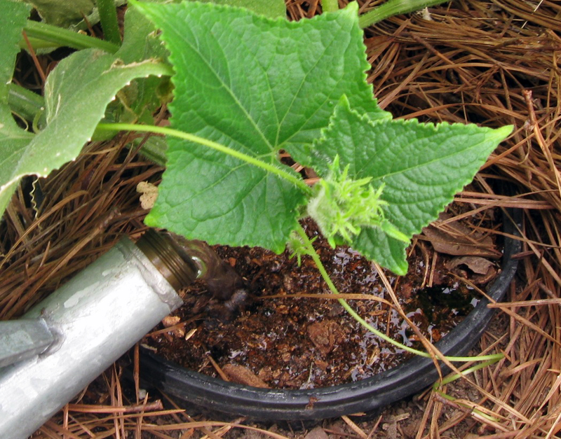 QUICK HACK: “Water Rings” Make Watering a Snap - Countryside